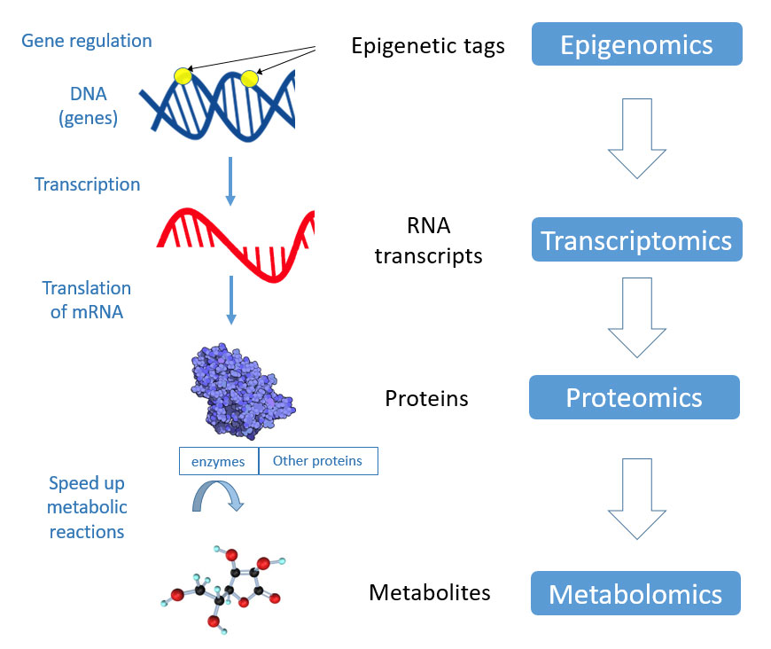 The microbiome hypothesis: Lipkin’s collaborative, part 1 – ME/CFS ...